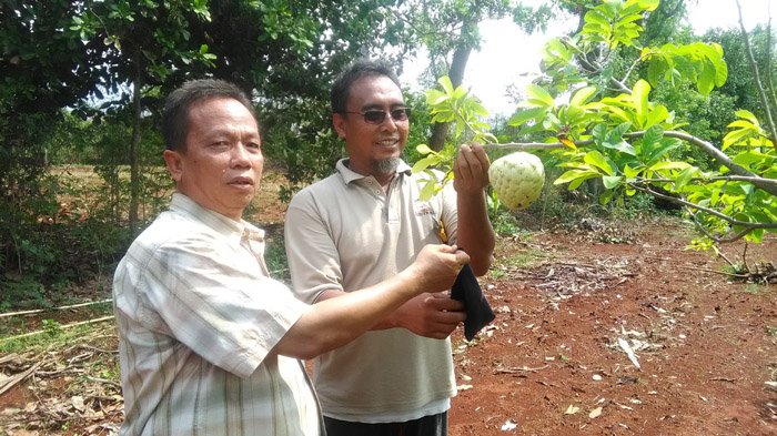 Anis Azhar Sosok Petani Sukses Zaman Now - Surya.co.id