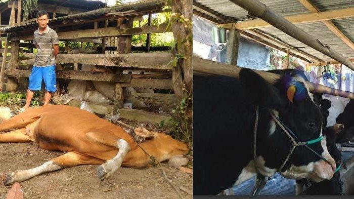 Bahaya Makan Bangkai Daging Sapi yang Marak Dijual Rp 3 Juta di ...