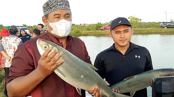 Dinas Perikanan Pantau Bandeng Jumbo Milik Petani Tambak Menjelang ...