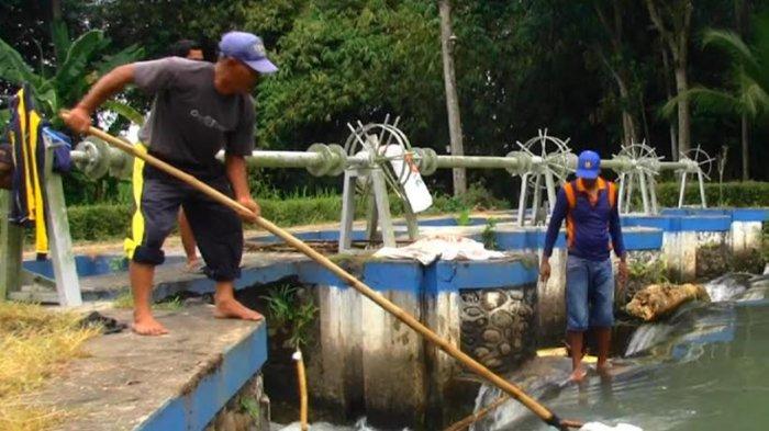 Bangkai Sapi Dibuang ke Sungai Terjadi Lagi di Lumajang, Diduga ...