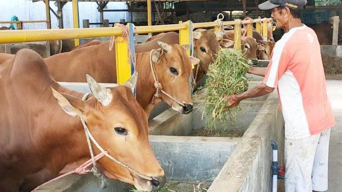 Sapi Bangkalan Diserbu Tengkulak Luar Kota, Peternak Lokal Malah Tidak ...