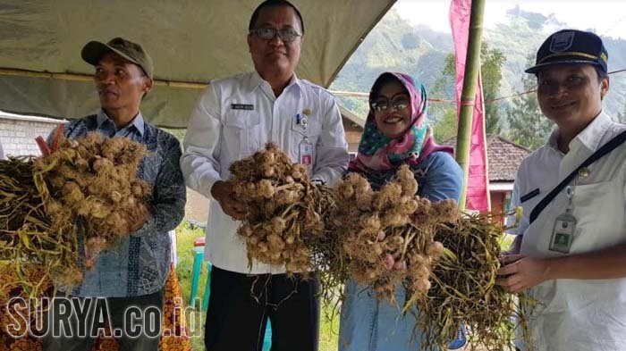 Mengembalikan Identitas Sukapura Probolinggo Sebagai Sentra Bawang ...