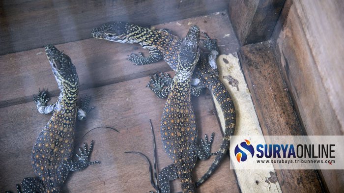 11 Telur Komodo di KBS Berhasil Menetas, Begini Wajah Lucu Hewan ...