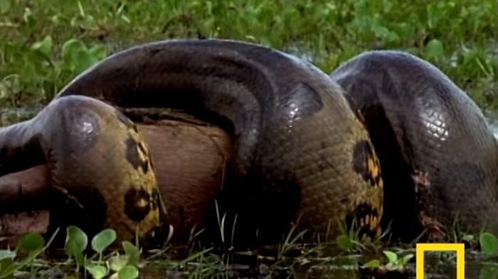 VIDEO VIRAL Ular Piton Gigit Kepala Pria ini saat Bercanda, Tonton ...