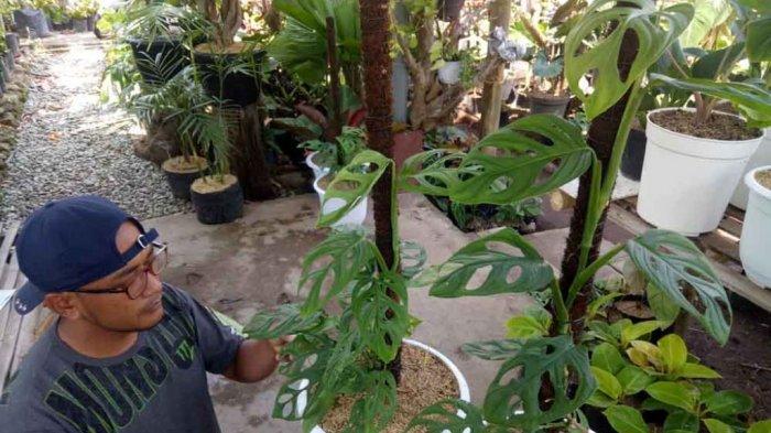 Peneliti LIPI Jelaskan Asal Nama Janda Bolong - Surya.co.id