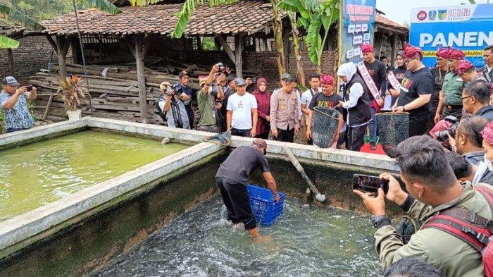 Republik Lele Kediri Panen 8-10 Ton Ikan Perhari, Jadi Pemasok Benih ...