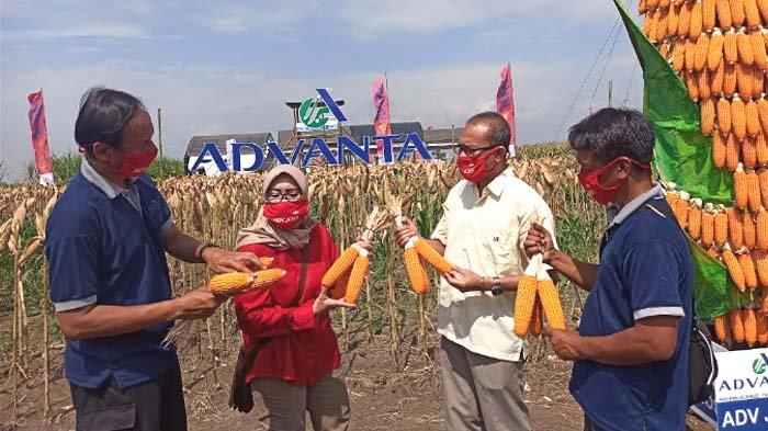 Advanta Luncurkan Benih Jagung Hibrida Adv Joss, ini Beberapa ...