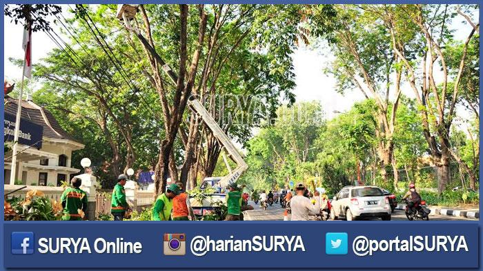 8 Ton Per Bulan Pupuk Hasil Perampingan Pohon Pinggir Jalan, DKP ...