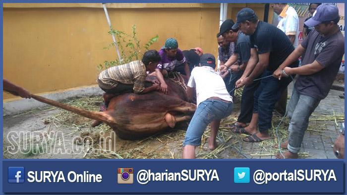 Enam Orang Kewalahan Lumpuhkan Sapi 1 Ton, Beberapa di Antaranya ...