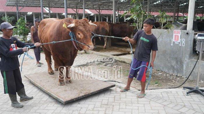 Bupati Kediri Beli Empat Sapi Jumbo untuk Kurban, Beratnya Capai 1,3 ...