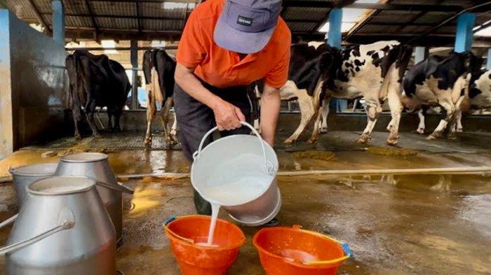 Peternak Sapi Pasuruan Kembangkan Susu Organik Pertama di Indonesia ...
