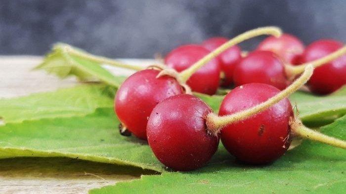 7 Khasiat Buah Kersen, Tumbuh Liar Ternyata Manfaat Buahnya Luar Biasa ...