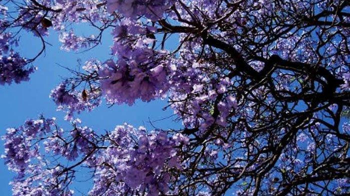 Taman-taman di Surabaya akan Dipenuhi Bunga Jacaranda, di AS dan ...