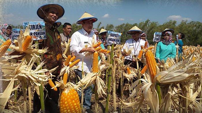 Antisipasi Anloknya Harga Jagung saat Panen Raya, begini Terobosan Pemkab Nganjuk - Surya.co.id