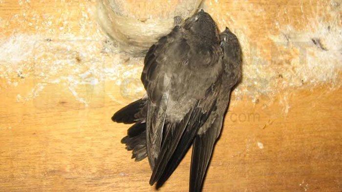 Begini Tips Awal Budidaya Burung Walet yang Benar dari Seorang Ahli dan ...