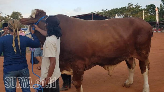 Swalayan Ternak di Banyuwangi Gelar Cattle Market Festival - Surya.co.id