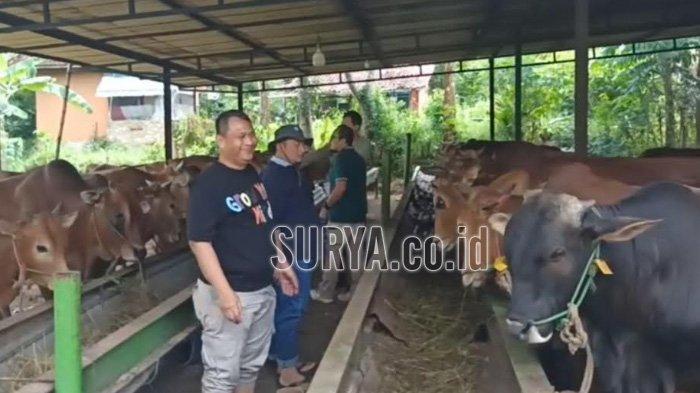 Kualitas Daging Sapi Madura yang Dicari Setiap Idul Adha, Rendah Lemak ...