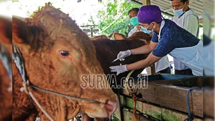 Kota Surabaya Masih Aman dari PMK, RPH Masih Potong 150 Ekor Sapi ...
