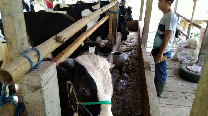 Viral Di Tulungagung Marak Bangkai Sapi Dijual Rp 3 Juta lalu Dagingnya ...