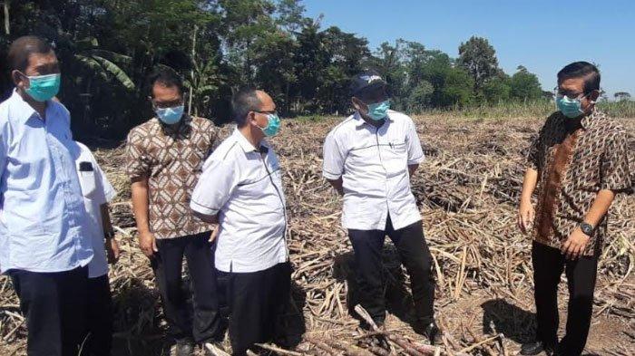 Dimulai Awal Bulan Juni, Realisasi Giling Tebu PTPN XI Capai 15 Persen ...