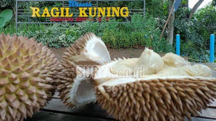 Nikmati Keindahan Alam Sembari Incip Rasa Durian Lokal di Area Wisata ...