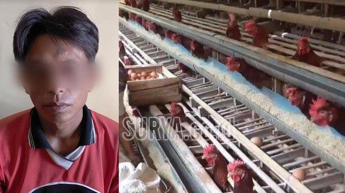 Pria Banyuwangi Curi Puluhan Ekor Ayam Milik Perusahaan, Sempat Dua ...