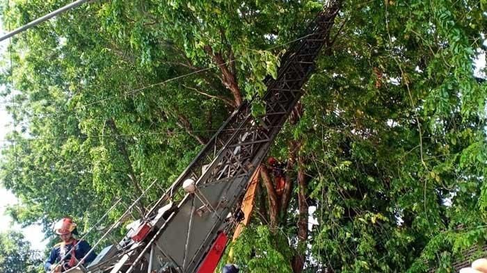 Penerjun Paramotor yang Nyangkut di Pohon, Ternyata Selesai Lakukan ...