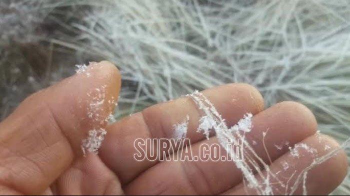 Fenomena Embun Salju di Lereng Gunung Bromo Bikin Petani Kentang Was ...