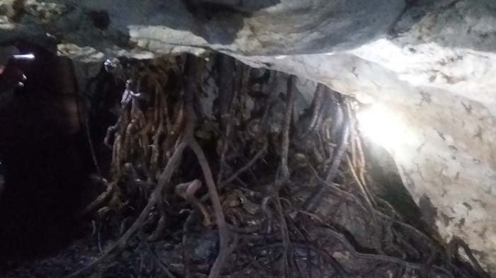 Beda dengan Piton di Sulawesi, Ular Putih Seukuran Manusia Dewasa di ...