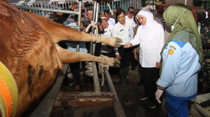 Dorong Swasembada Daging Nasional, Khofifah Akan Optimalkan Pemanfaatan ...