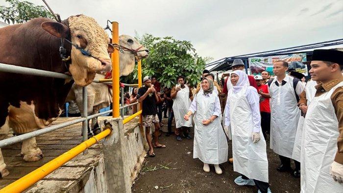 Sapi Mas Bro yang Dipilih Presiden Prabowo untuk Hewan Kurban di ...