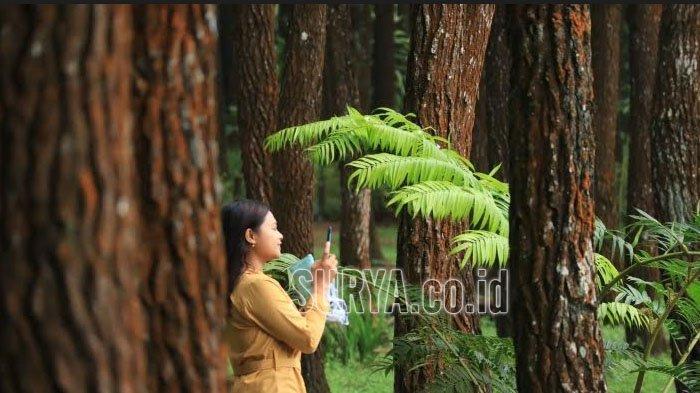 Menepi Sejenak dari Penatnya Suasana Perkotaan di Hutan Pinus Semeru ...
