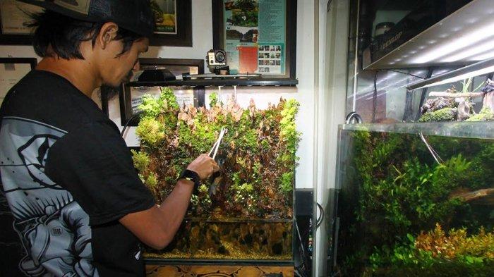 Berawal Dari Coba-coba, Pria Asal Malang Juarai Kontes Aquascape di ...