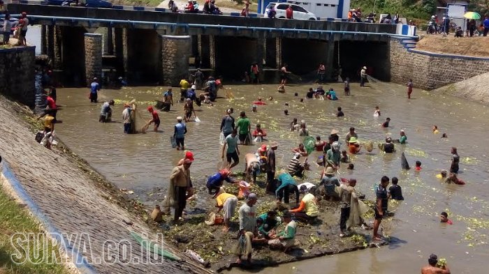 Serunya Tangkap Ikan Ramai-ramai di Saluran Lodagung, Ada yang Pakai ...
