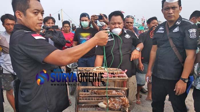 'Ganasnya' Bau Ikan Pirek, Ayam Mati saat Dimasukan ke Boks 30 Detik ...