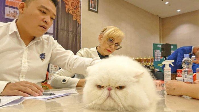 WCF ICC International Cat Show 2022, Jadi Ajang Edukasi Peternak Kucing ...