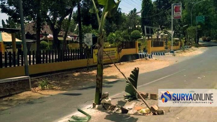 Warga Tanami Pohon Pisang di Jalan Rusak yang Tak Kunjung Diperbaiki, Netizen Ikut Berkomentar ...