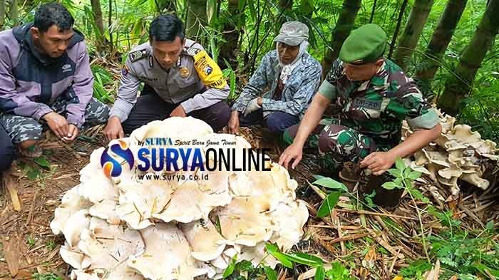 Jamur Raksasa Ditemukan di Hutan Bambu Magetan, Tahun 2009 Juga Pernah ...