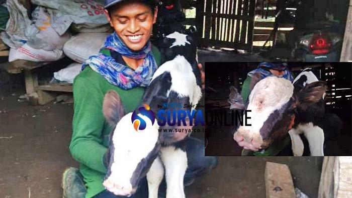Anak Sapi Bermata Tiga Hebohkan Jombang, Mata Ketiga Juga Bisa Berkedip ...