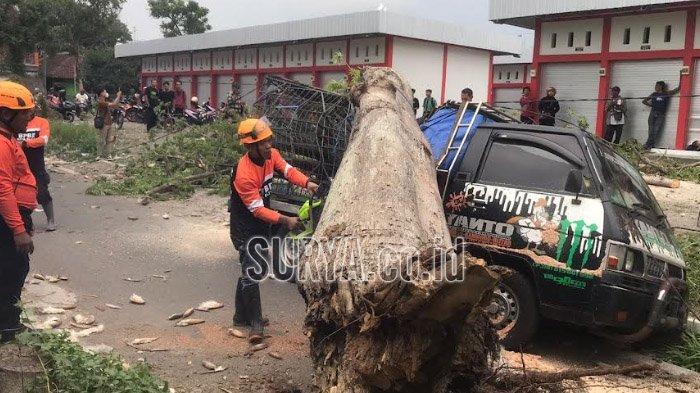 Diterjang Angin Kencang, Pohon Randu di Kota Blitar Tumbang Timpa Mobil Pikap - Surya.co.id