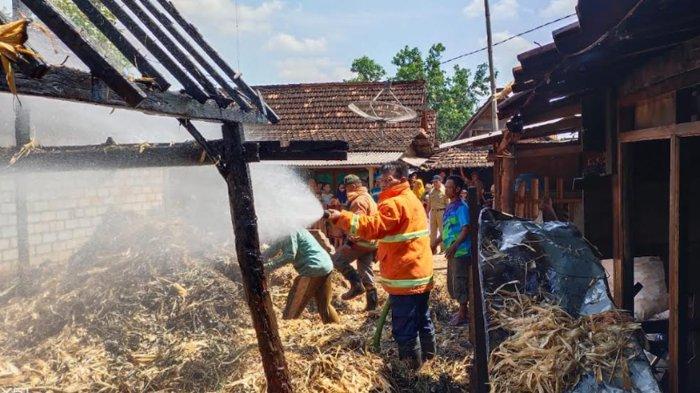 Kandang Sapi Milik Warga Kerek Tuban Terbakar, Diduga Karena Korsleting Listrik - Surya.co.id