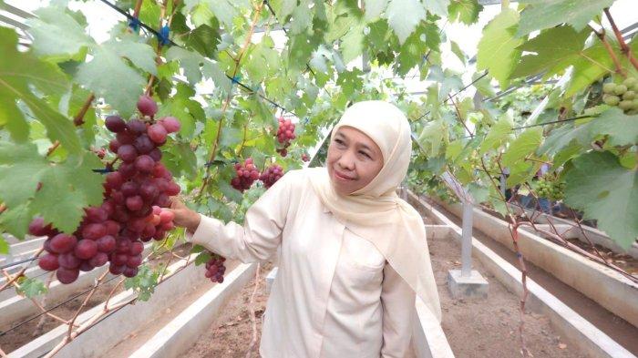 Harapan Khofifah Di Wisata Kebun Anggur Probolinggo, Ada Budidaya ...