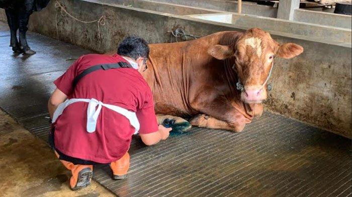 5.000 Hewan Ternak Diusulkan Terima Vaksinasi PMK di Kota Malang ...