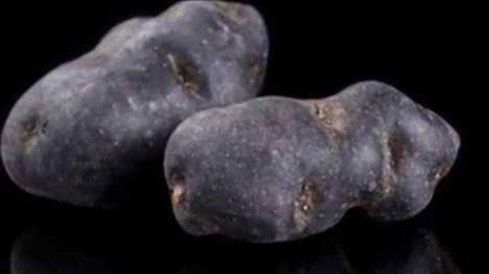 Petani Kota Batu Yakin Kentang Hitam Bakal Jadi Ikon Kota Batu - Surya ...