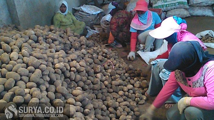 Petani di Kota Batu Tetap Tanam Kentang Organik Meski Lebih Kecil ...