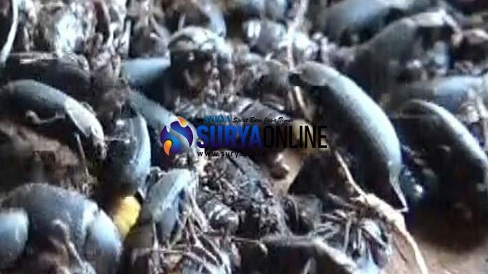 Serangga Kecil Berwarna Hitam 'Serbu' Rumah Warga Situbondo, Mirip ...