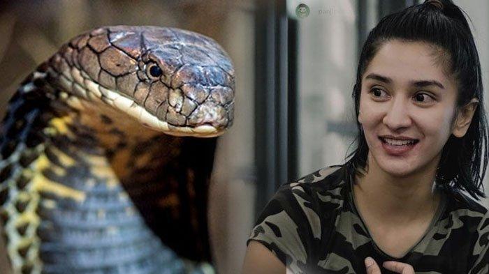 King Kobra Garaga Dilepas di Studio Trans 7, Reaksinya Menakjubkan ...