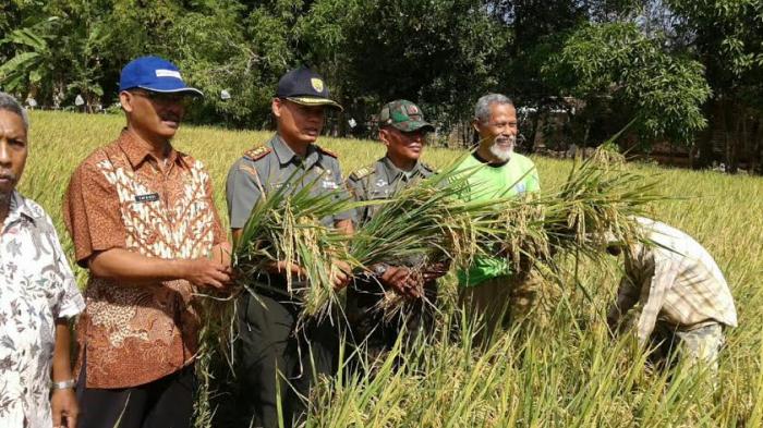 Panen Padi Pertama Sistem Tanam Jajar Legowo - Surya.co.id