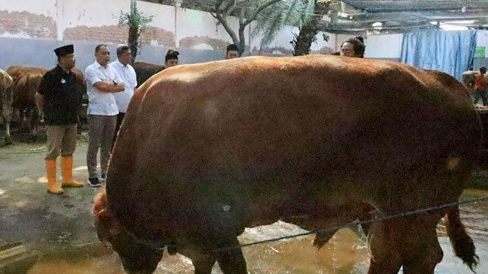 RPH Surabaya Siapkan 145 Ekor Sapi untuk Idul Adha 2025, Ada yang ...