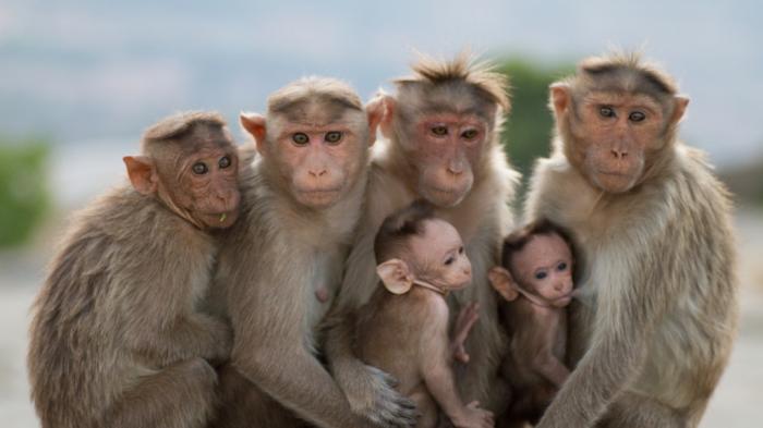 Mereka Koloni Berkaki Empat Penjaga Perbatasan - Surya.co.id